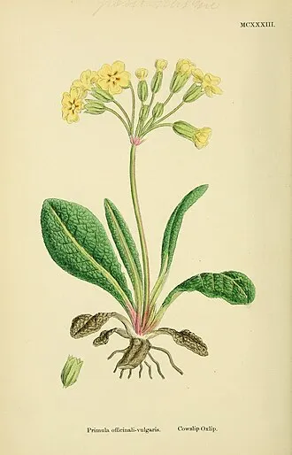 Rapunzel’s Vegetable: Rampion — A Botanical History | by Danielle ...