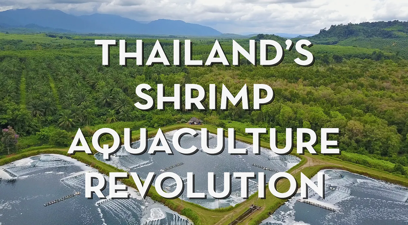 4 Best Countries to Get Your Farmed Shrimp | by Rubicon Resources ...