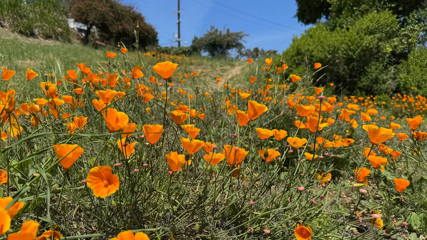 Good plants, bad weeds in Potrero Commons | by Potrero Commons | May ...