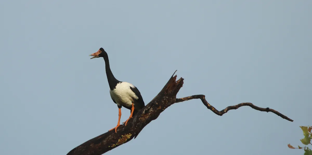 Identifying juvenile/immature birds seen in the field: Part 1 ...