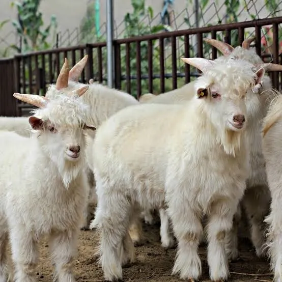 What is Cashmere Fabric: Its Origin, Properties and How It Made | Medium