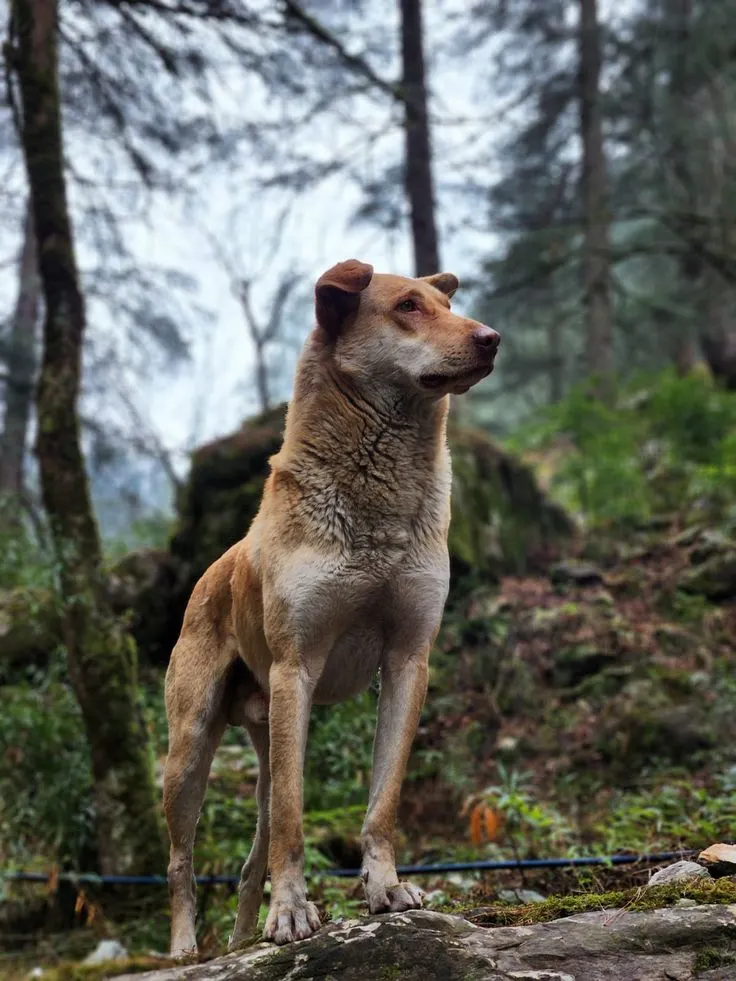 WHY LIZARDS NOD!. Photo generated with Chatgpt | by Naomi Writes | Dec ...