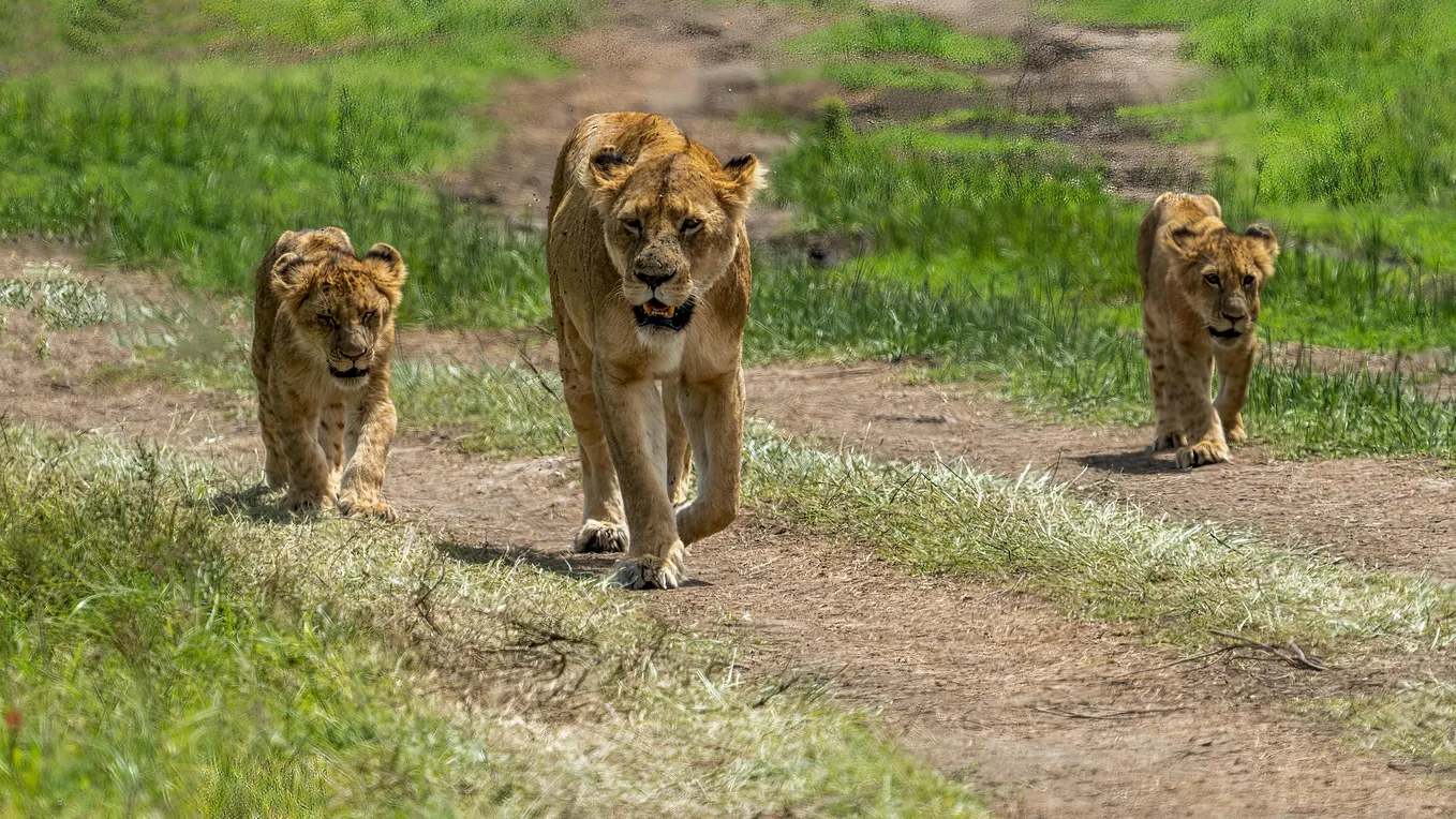 Leading by Example: How Leaders Can Foster Open Communication | by ...