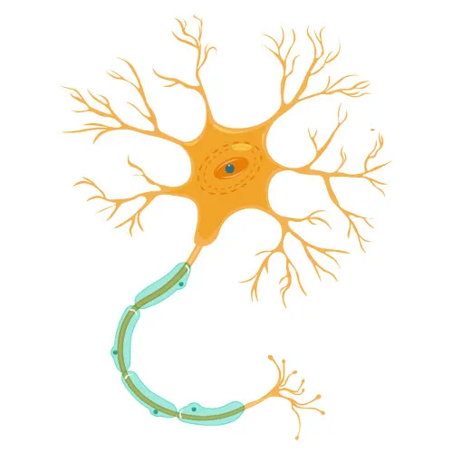 Modelo matemático de rede neural perceptron de múltiplas camadas | by ...