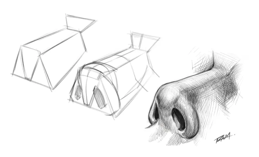 How to Draw Heads with the Andrew Loomis Method | by Robert Marzullo | Medium