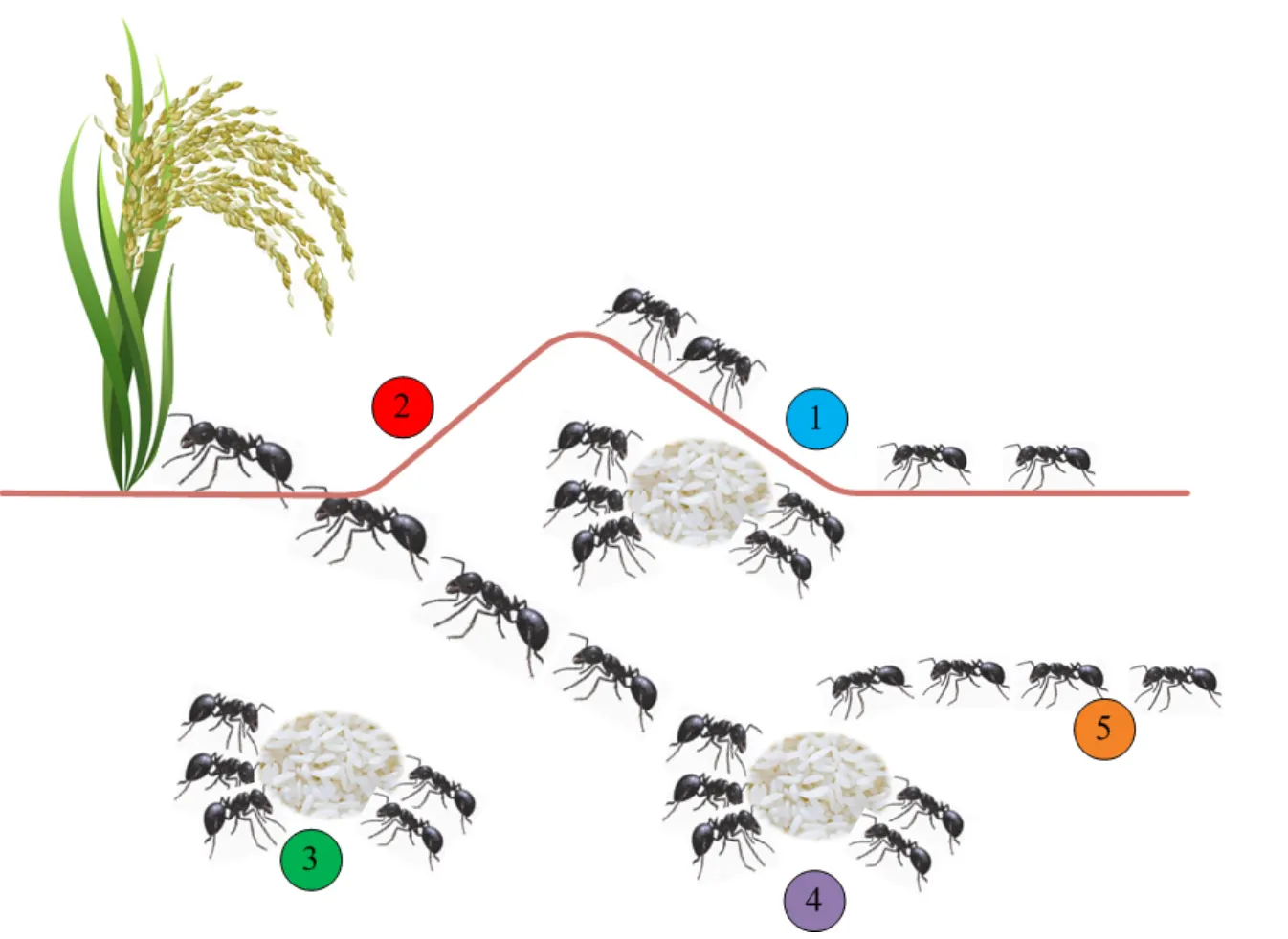 Ant Colony Optimization Ant Colony Optimization Aco Is A… By