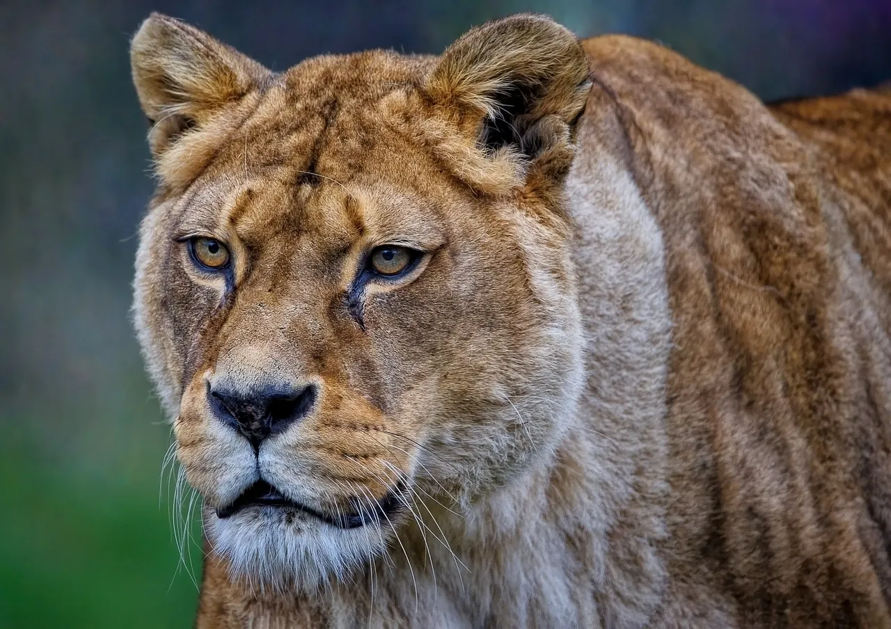 The Majestic Katanga Lion: A Closer Look at Africa’s Crown Jewel | by ...