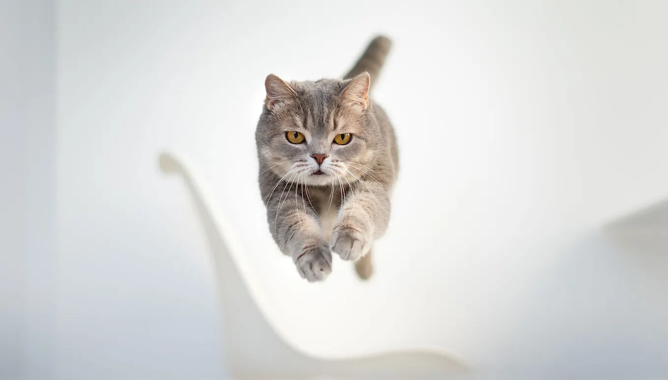 Flask + Bootstrap 5 starter web sites | Variance Digital