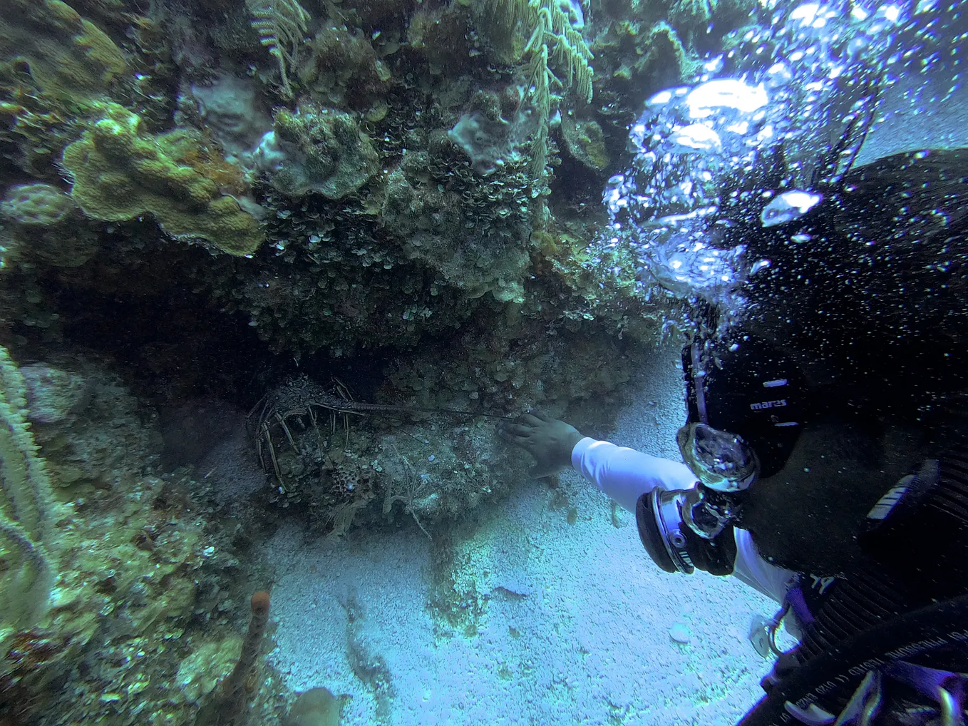 Flushed Away: How Cruise Ship Sewage is Strangling Coral Reefs with ...