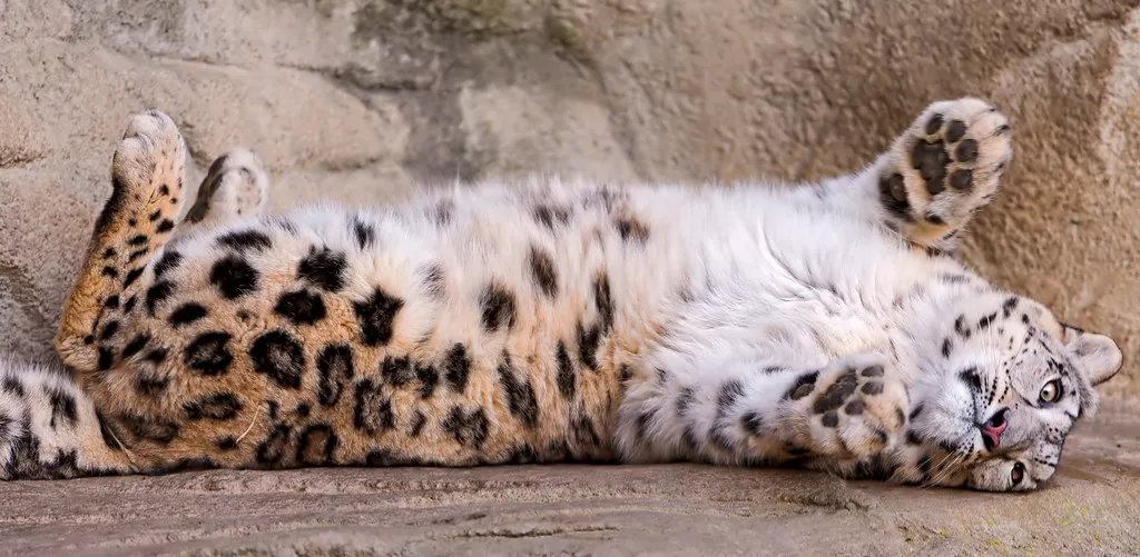 Avoiding Circular Imports in Python | by André Menck | Brex Tech Blog ...