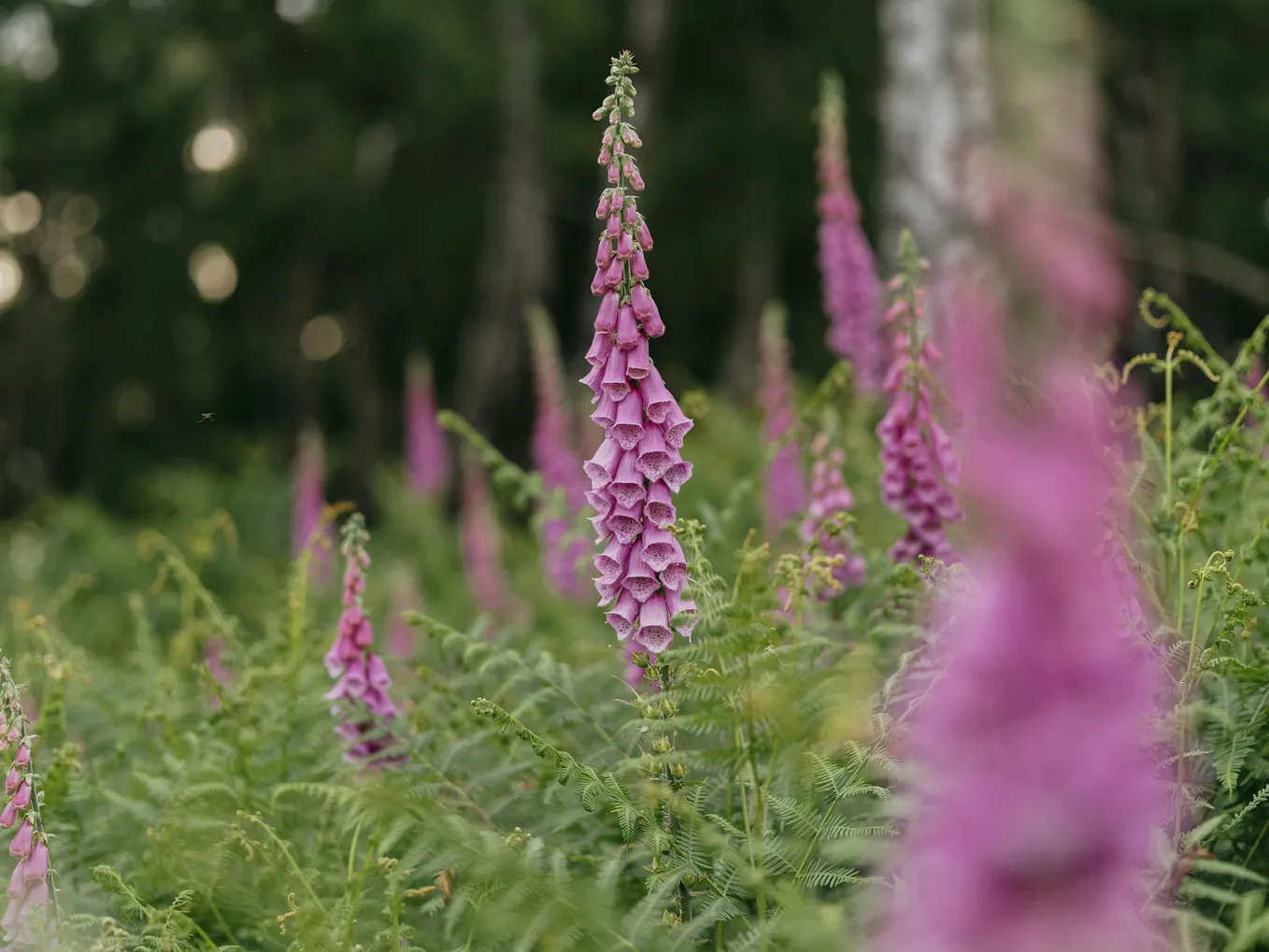 Using the Substring Function in BigQuery | by Christianlauer | Towards Dev