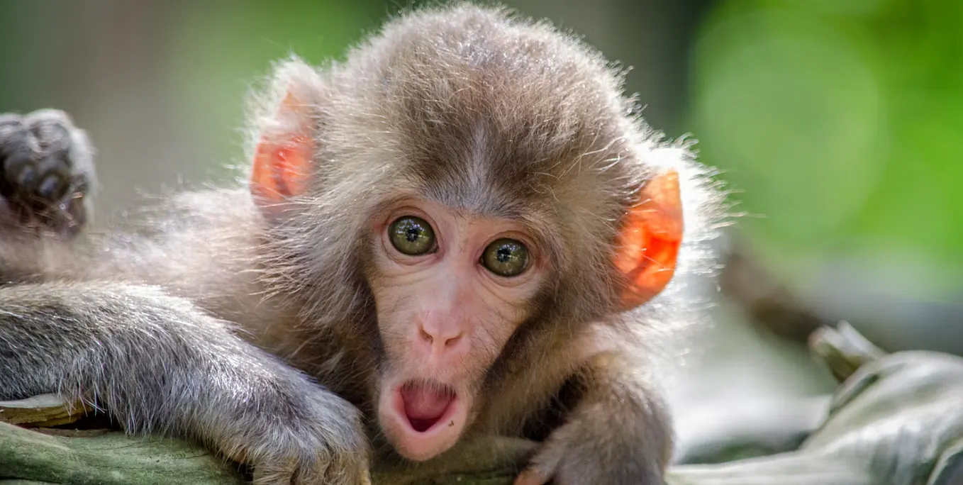 Building an AI Agent for Parsing with Dolphin OCR: Automating Document Understanding with Python ...