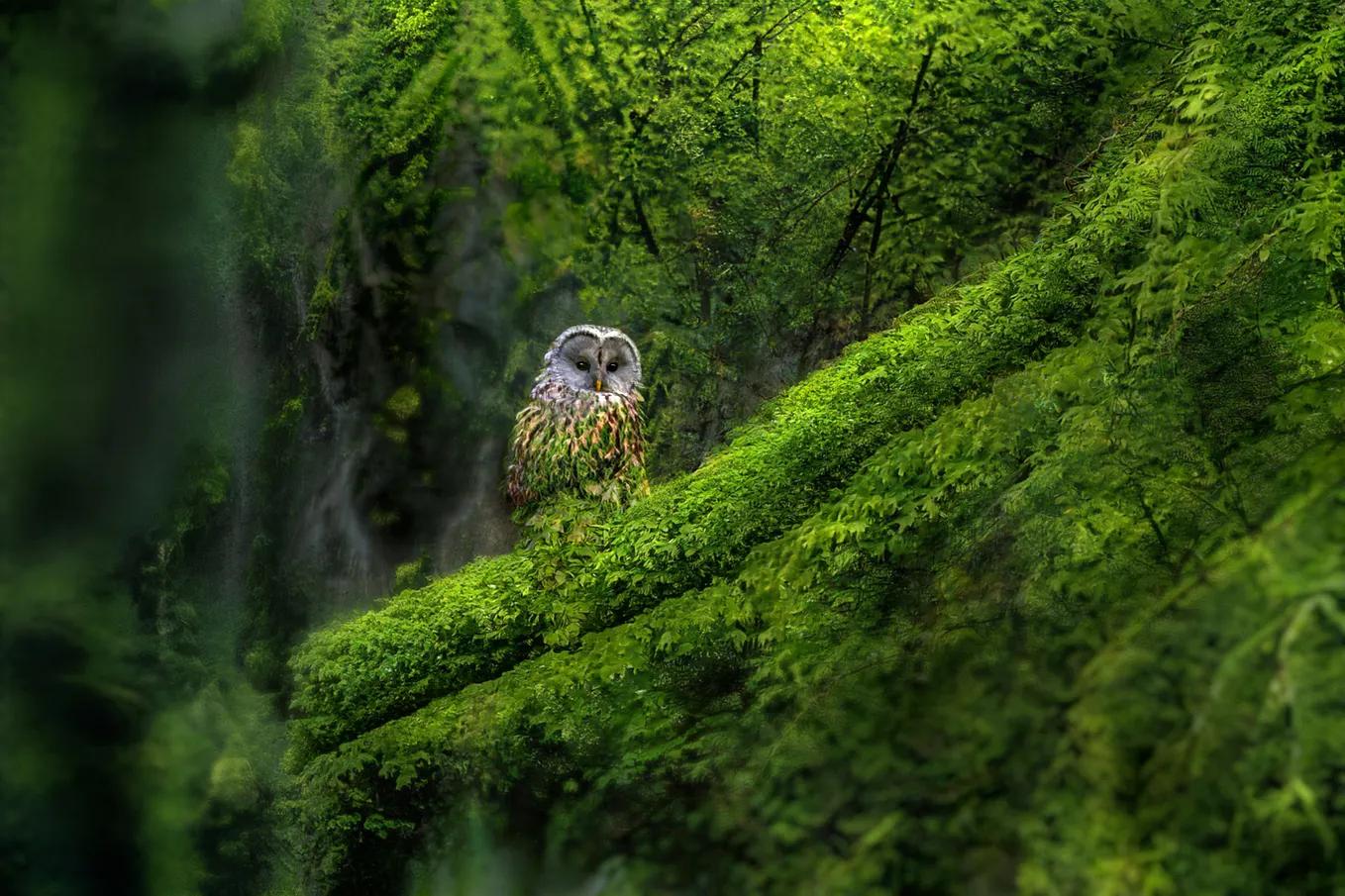 The Anatomy of Choice. Tree of Sanity | How Feeling Becomes… | by Laust ...