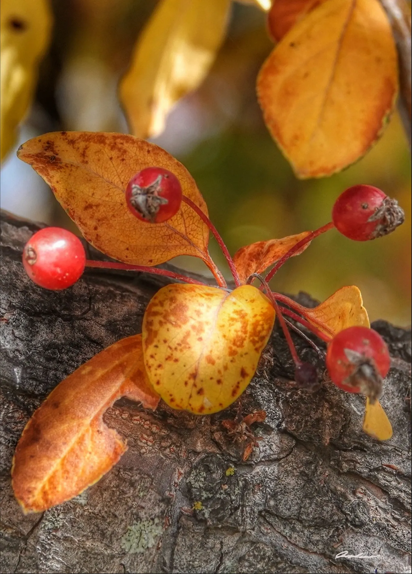 The Alpha-Omega Cognative Protacol — AKA Josephis Protacol | by ...