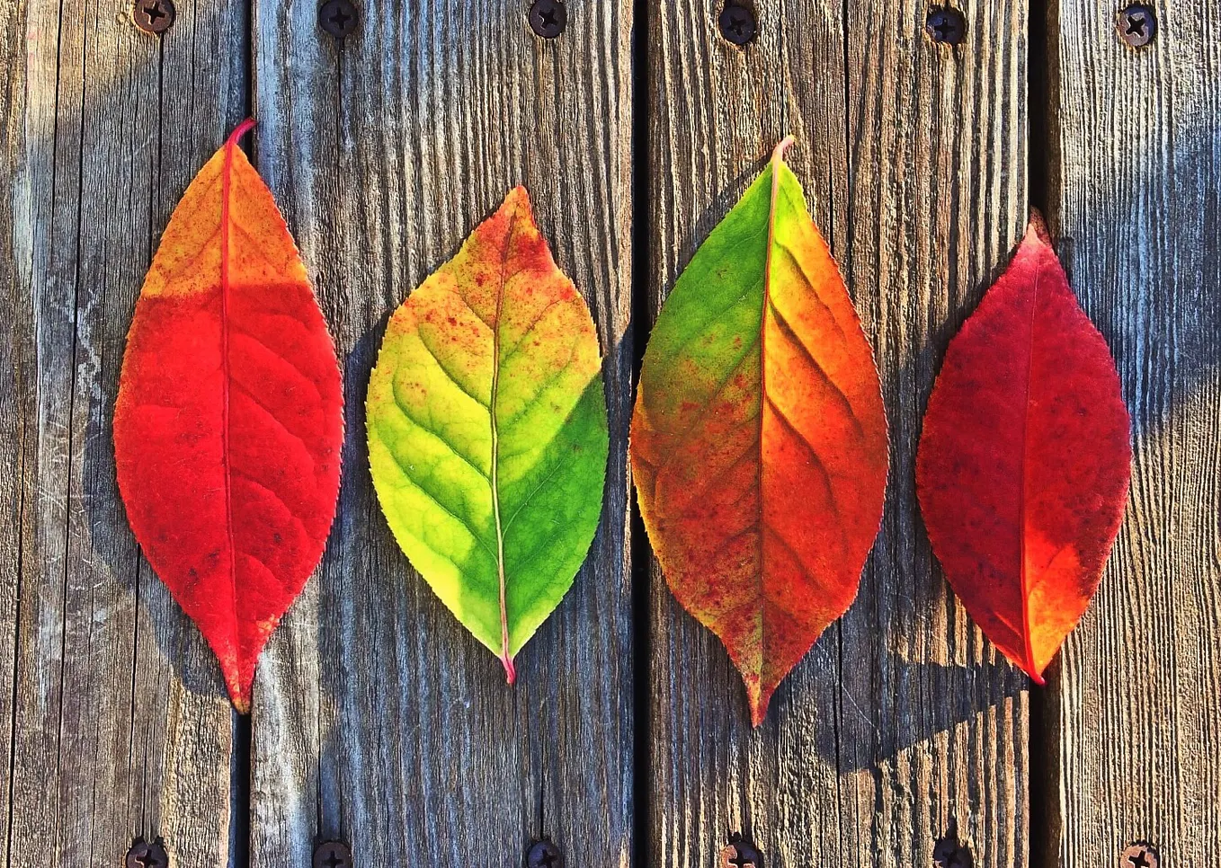 EODHD API in Python: Raw Requests vs SDK — A Data Engineering ...