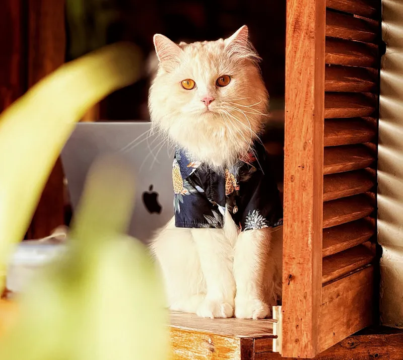 Just the Three of Us. Happiness is having my cat purring on… | by Brian ...