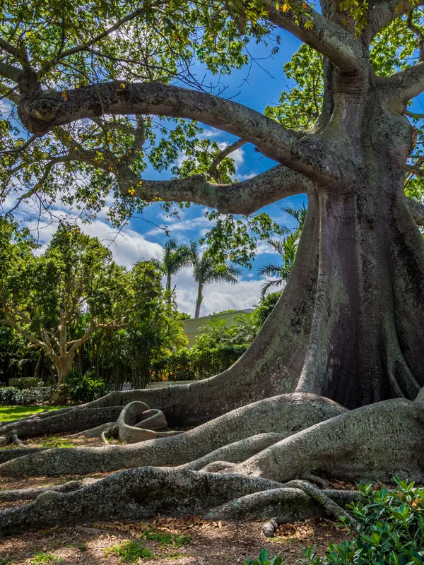 Caribbean Lore: Duppies. Caribbean Lore | by Mack Little | Medium