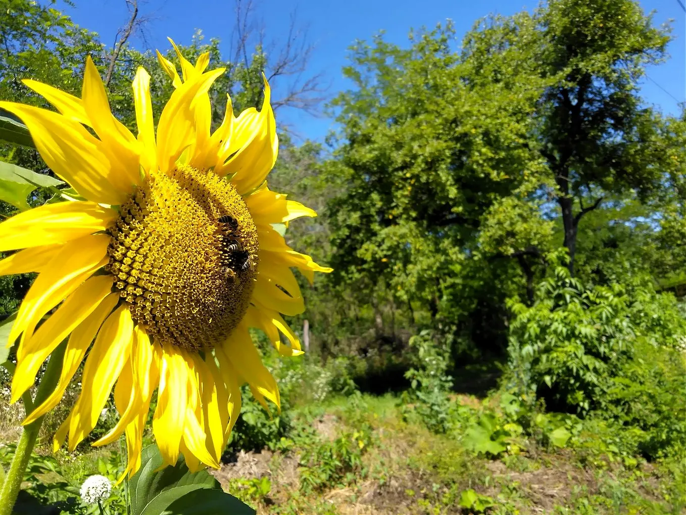 My Favorite Flower Might Be a Weed, But It Brings Me So Much Joy | by ...