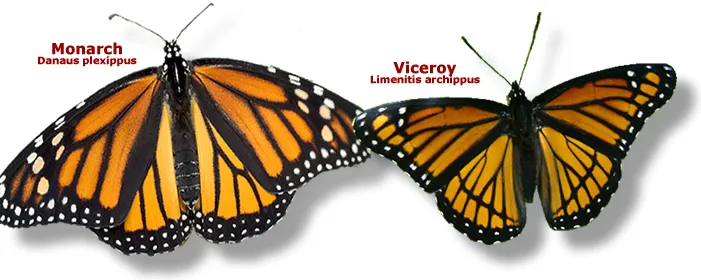 The Venturi Effect: A Narrow Pathway to High Velocity and Low Pressure ...