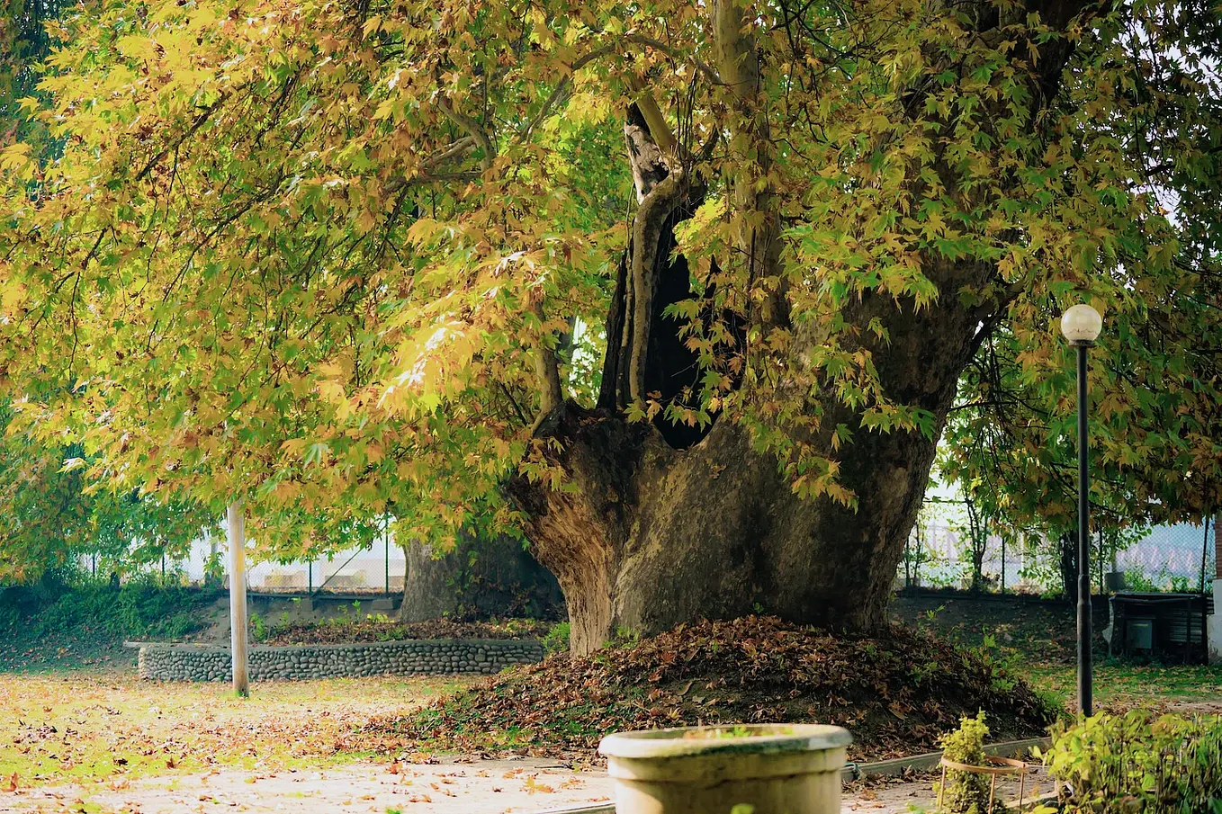 CHINAR LEAF: A Representation of the Typical & Social Transmission of ...