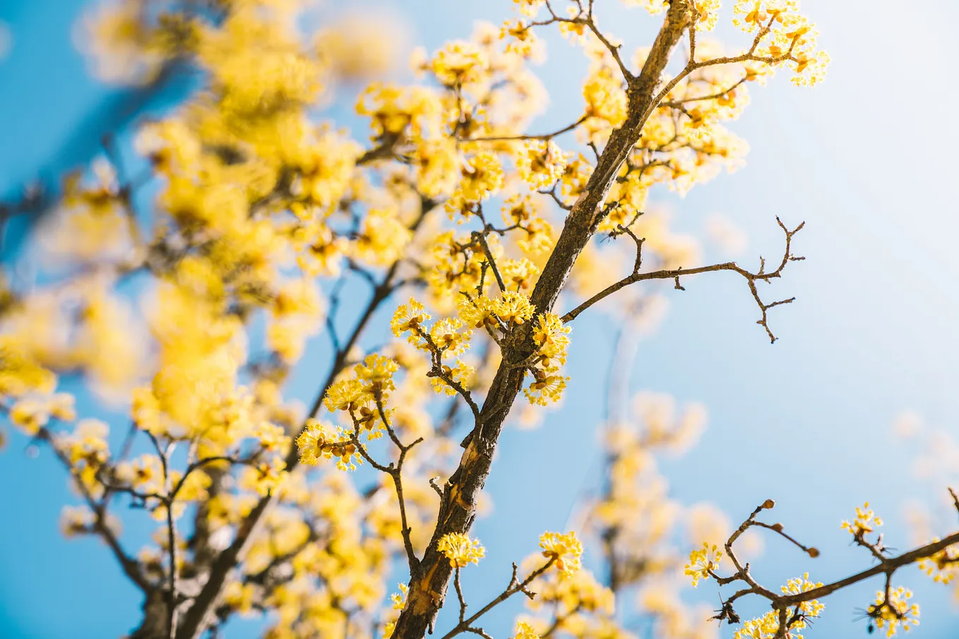 Sijo Poetry Contest: How to Write a Winning Poem | by Nancy Jorgensen ...