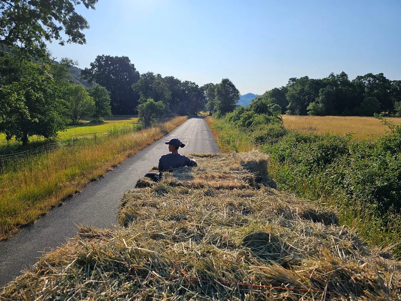 Why Resilience Comes from Diversity in Plant Medicine | by Kateria Wynn ...