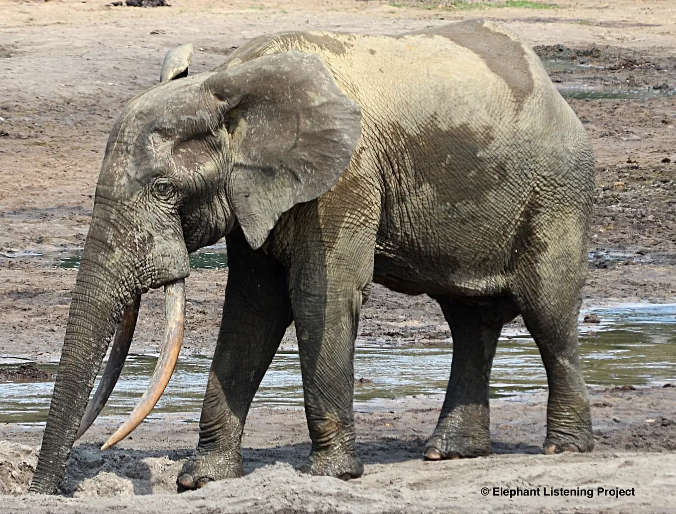 Weapons, Ear Cleaners, and Fly Swatters: Elephant Tool Use | by Shimon ...