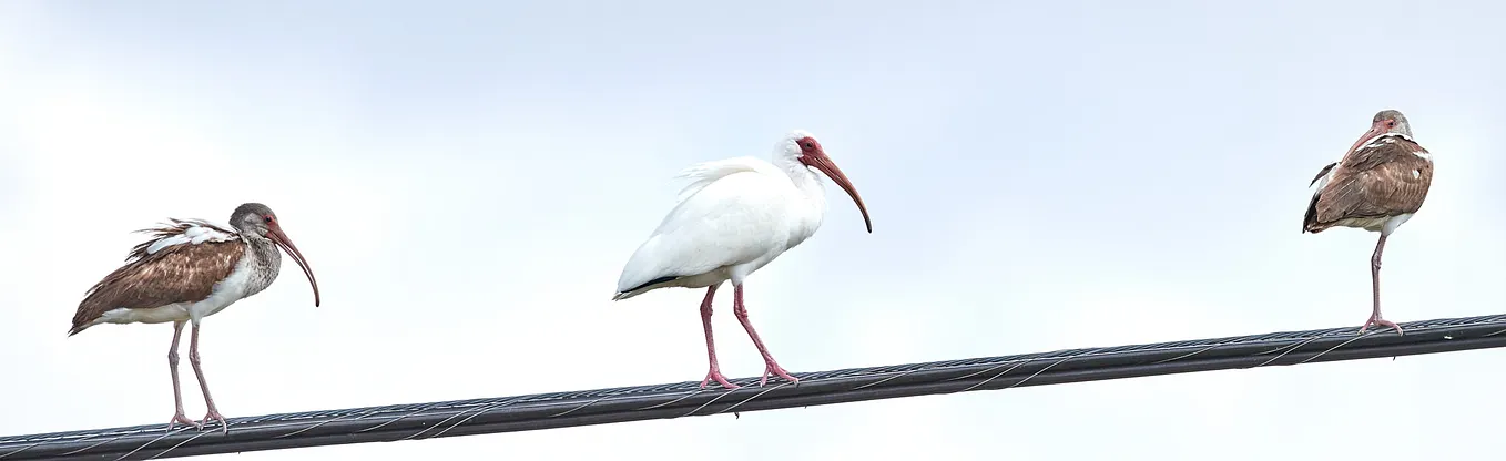 SudoLang: A Powerful Pseudocode Programming Language for LLMs | by Eric Elliott | JavaScript ...