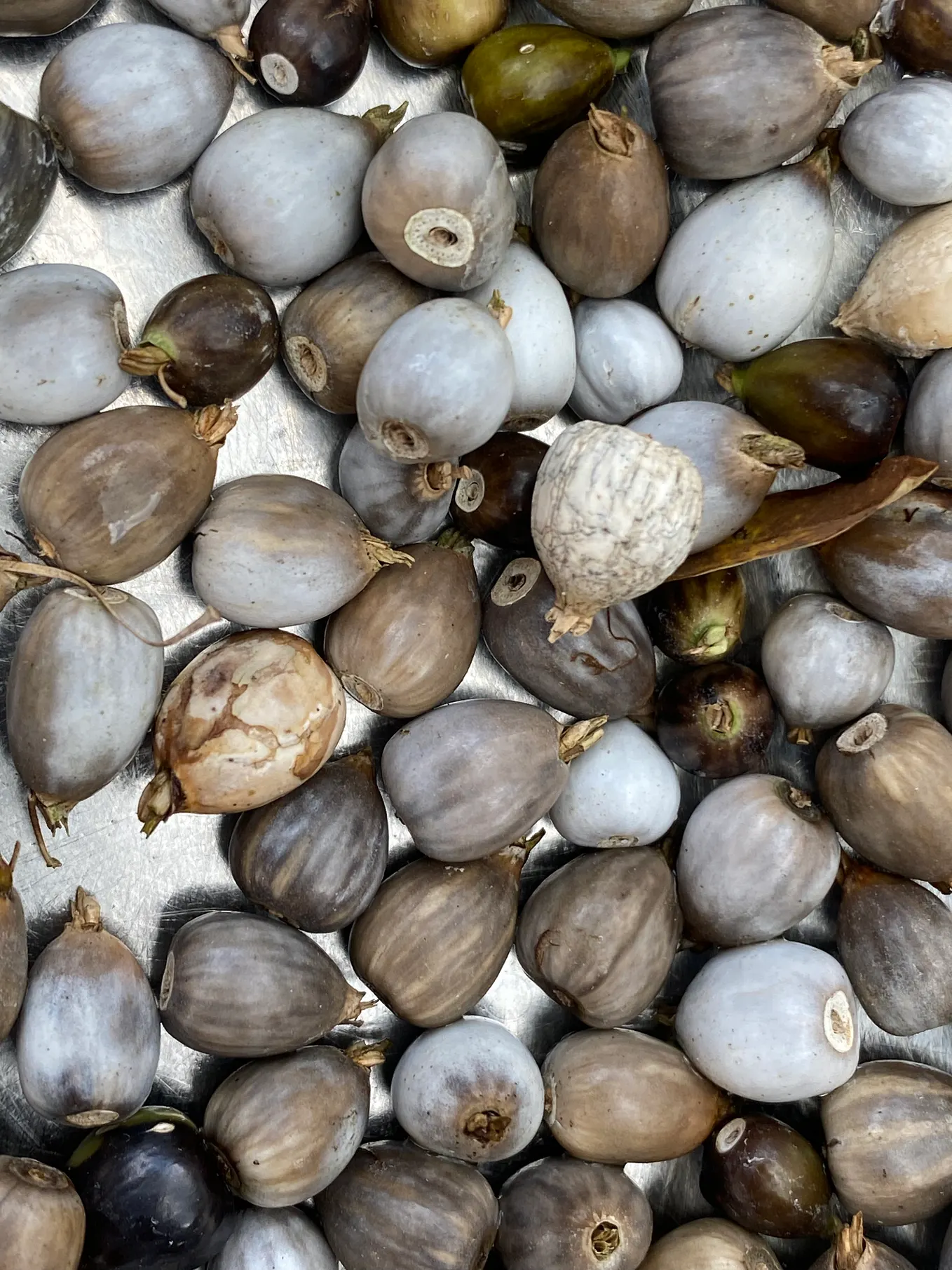 Cas: The Tart and Nutritious Costa Rican Fruit | by ...