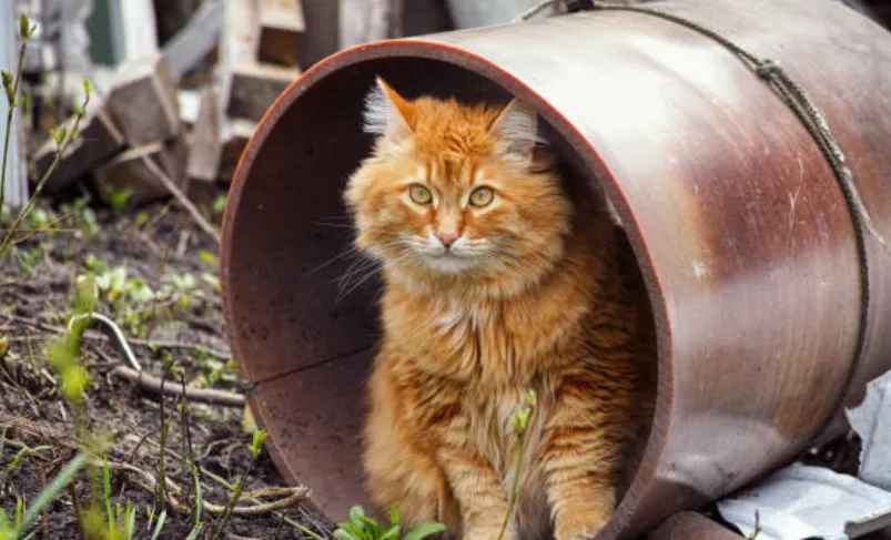 Building An Ai Agent For Parsing With Dolphin Ocr Automating Document Understanding With Python