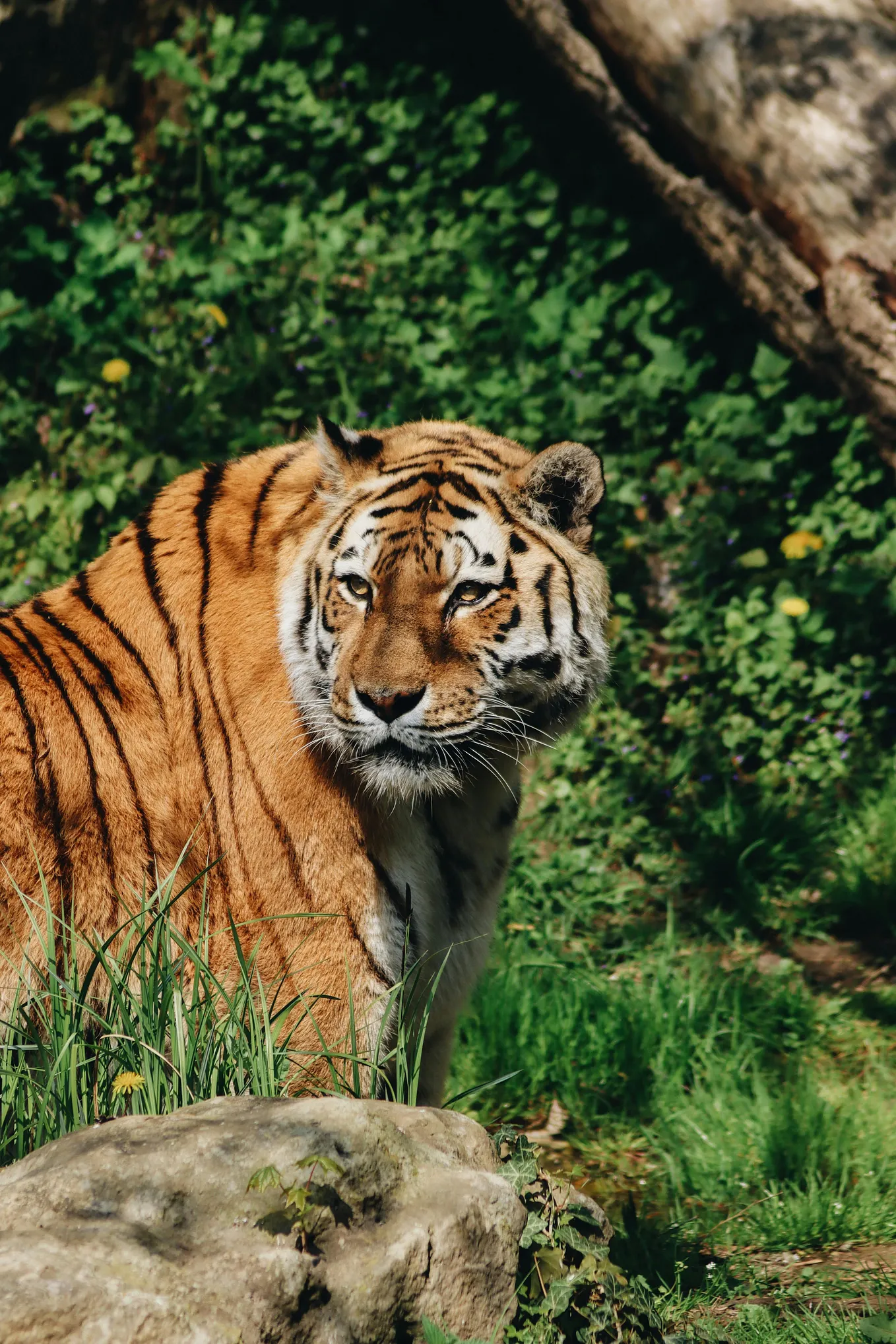 How Many Words Do You Need to Learn a Language? | by Viktoria Verde ...