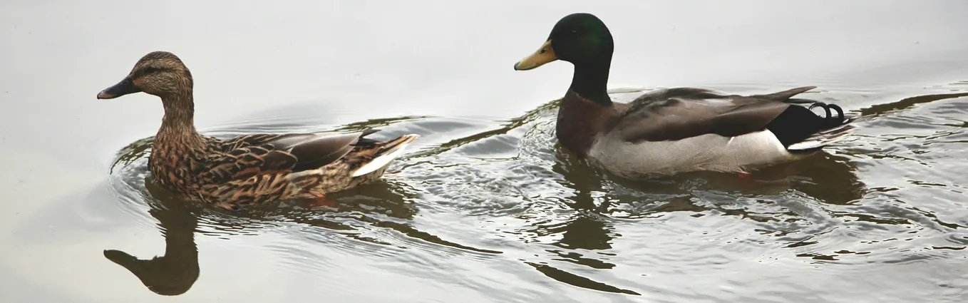 All You Need To Get Started With Twitter Api V2 Using Python By Sofia Pinto Data Science At