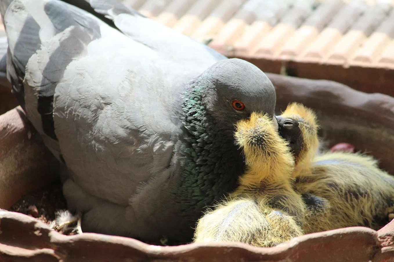 Creating Websites Using Html And Python Flask By Rishabh Tatiraju Medium