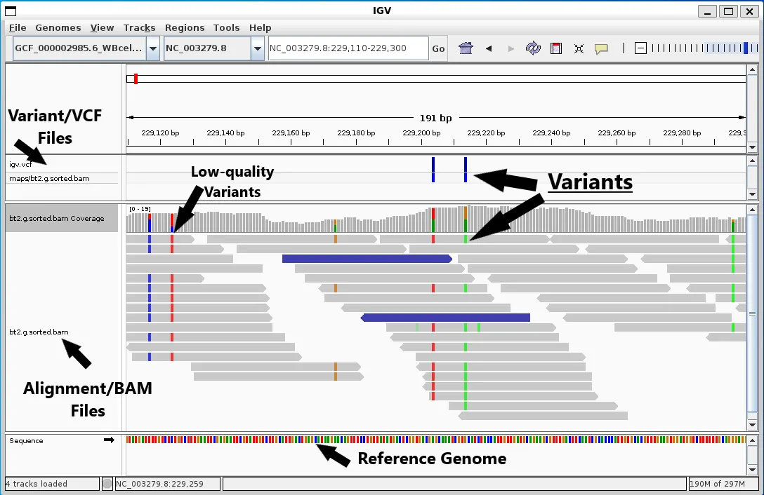 A Beginner’s Guide to Genomic Data Analysis: Samtools and Visualizing Genome Mapping in IGV | by ...