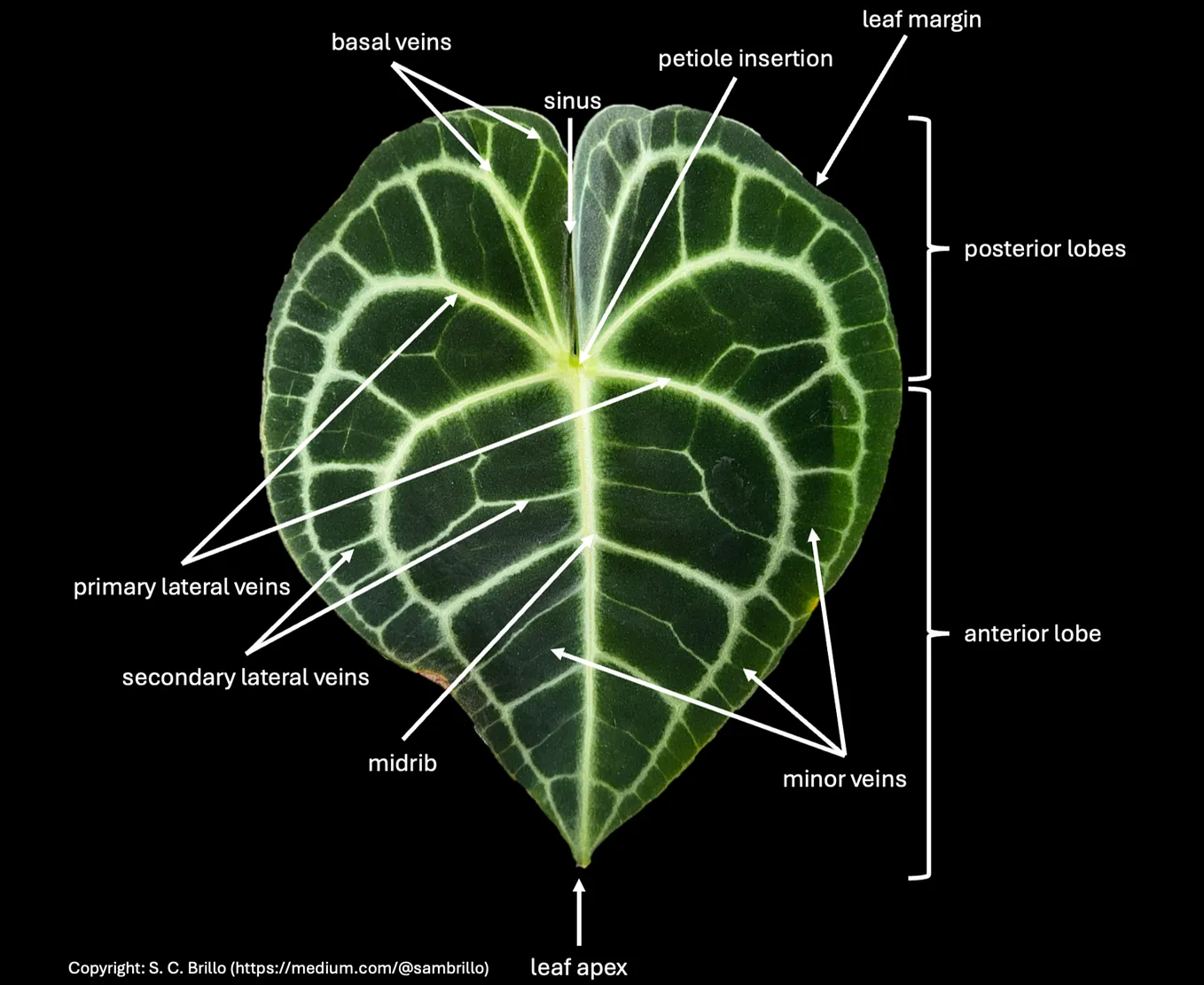 An Illustration of 26 Notable 𝙈𝙤𝙣𝙨𝙩𝙚𝙧𝙖, with Notes on Development and ...