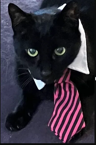 EdgeAI + Edge Vector Database. Open Source, Milvus, NVIDIA, Python… | by Tim Spann | Medium