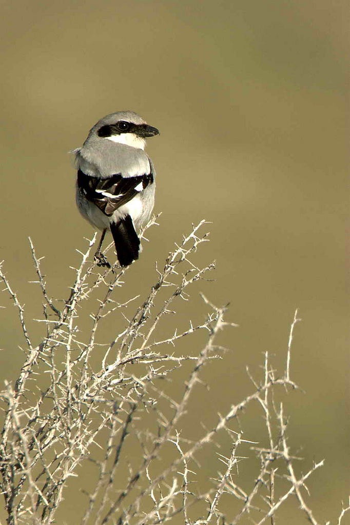 Shrike