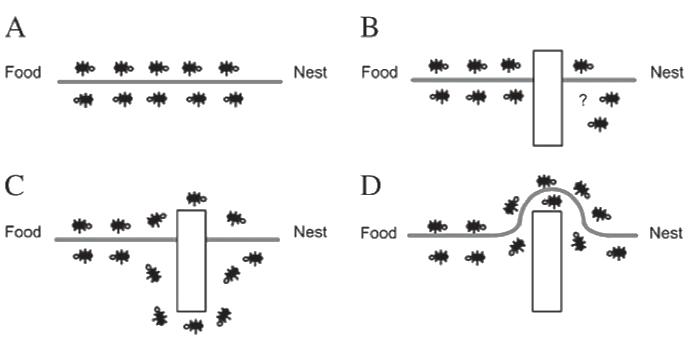 Ant Colony Optimization