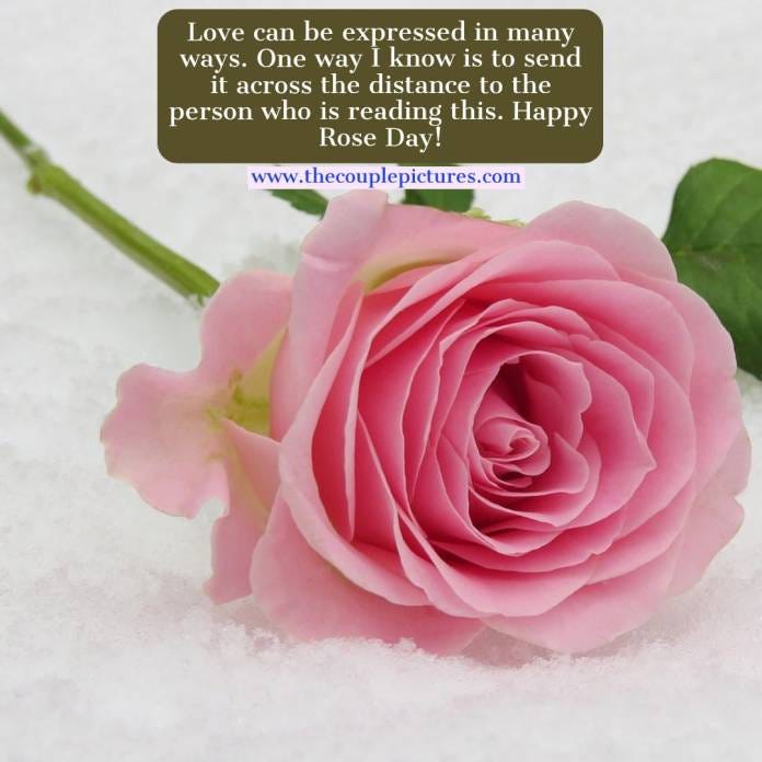 Rose Images With Love Quotes