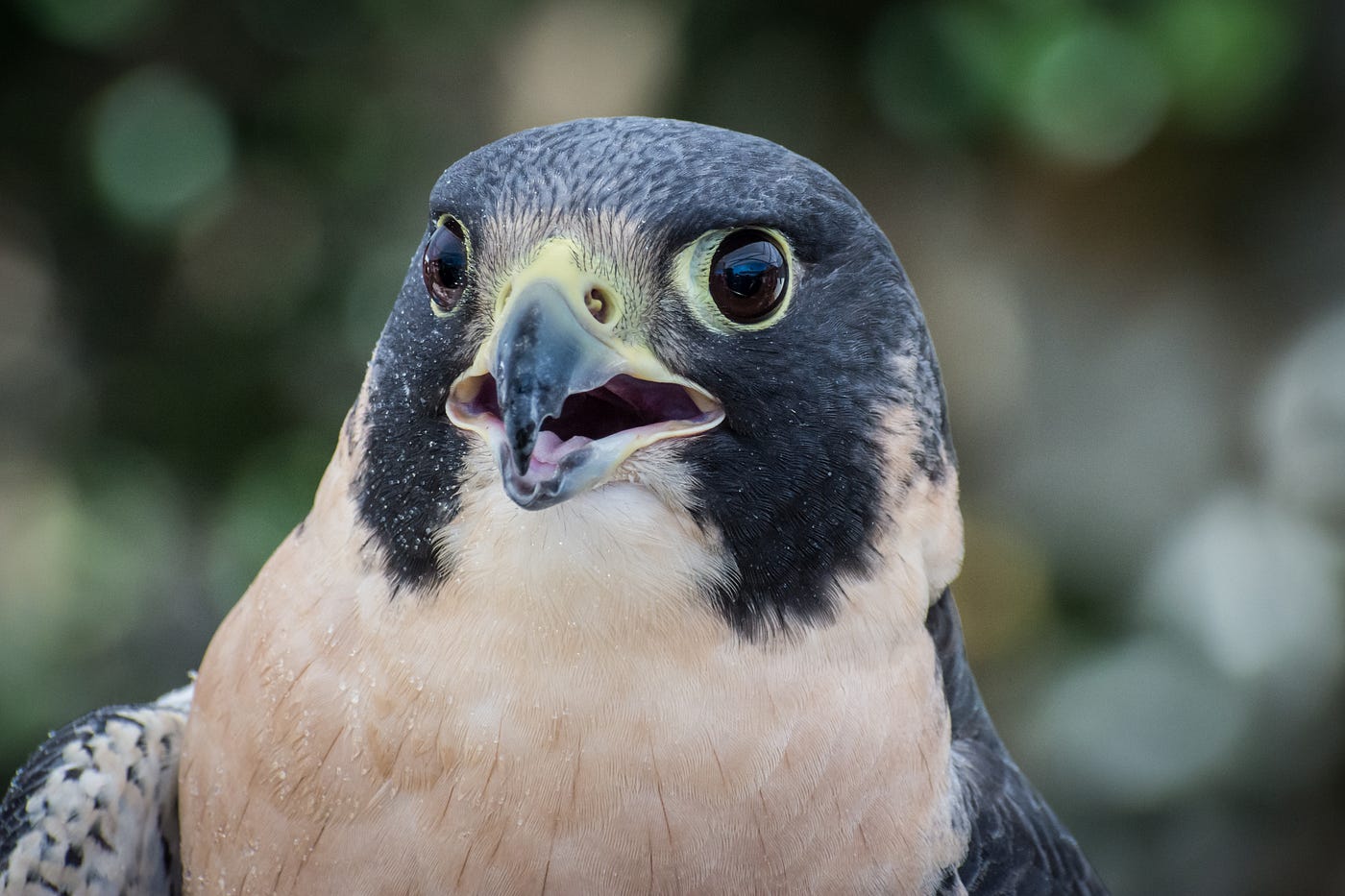 Baby Gyrfalcons Of Predators