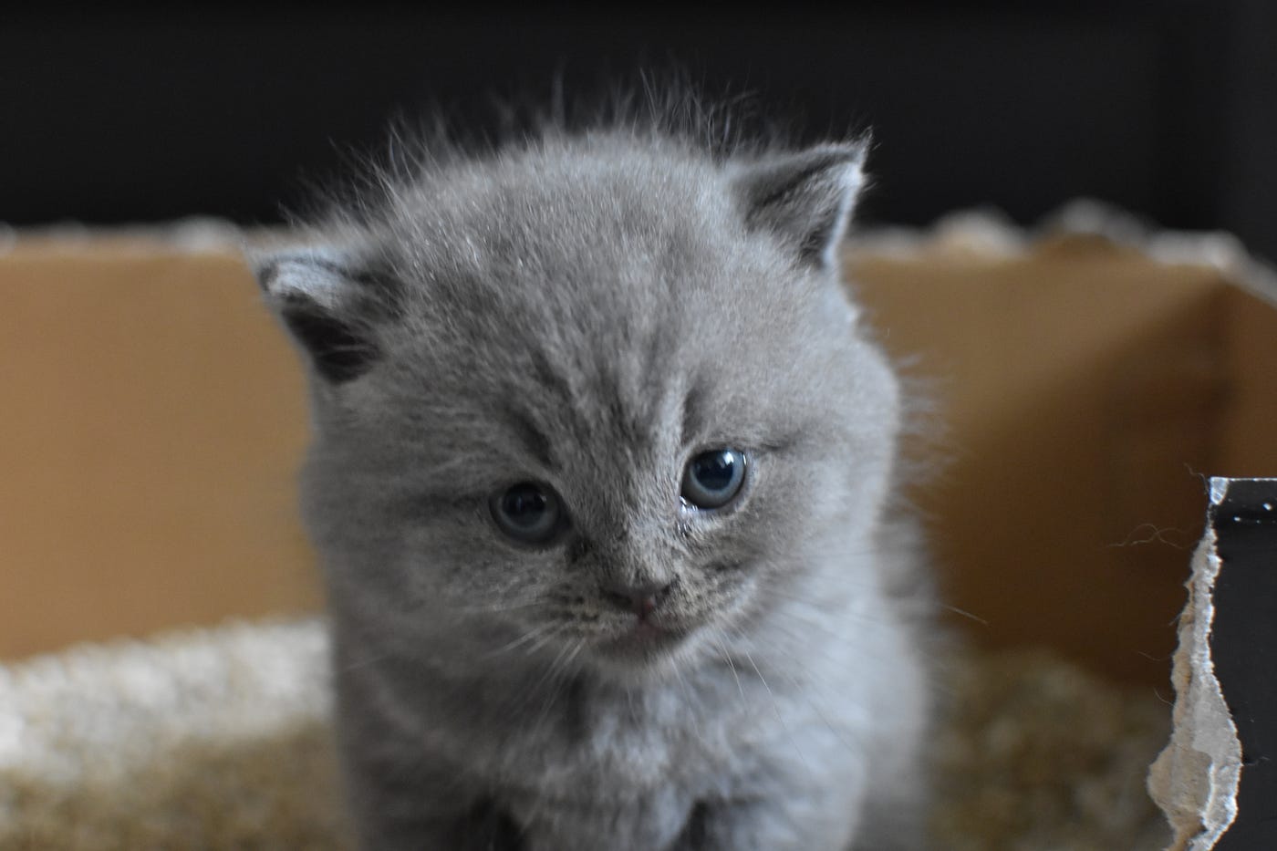 Expensive Grey Cats
