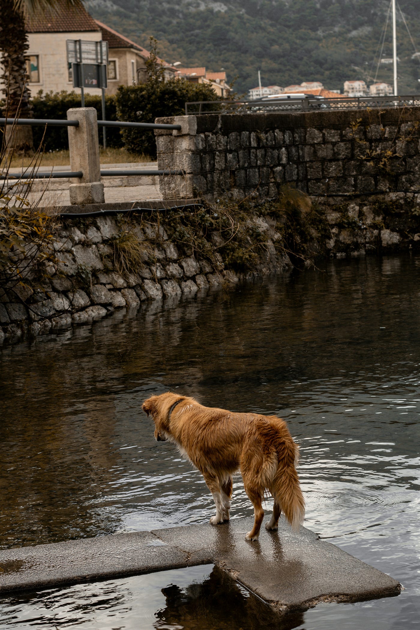 The Overtoun Bridge Scotland Dogs