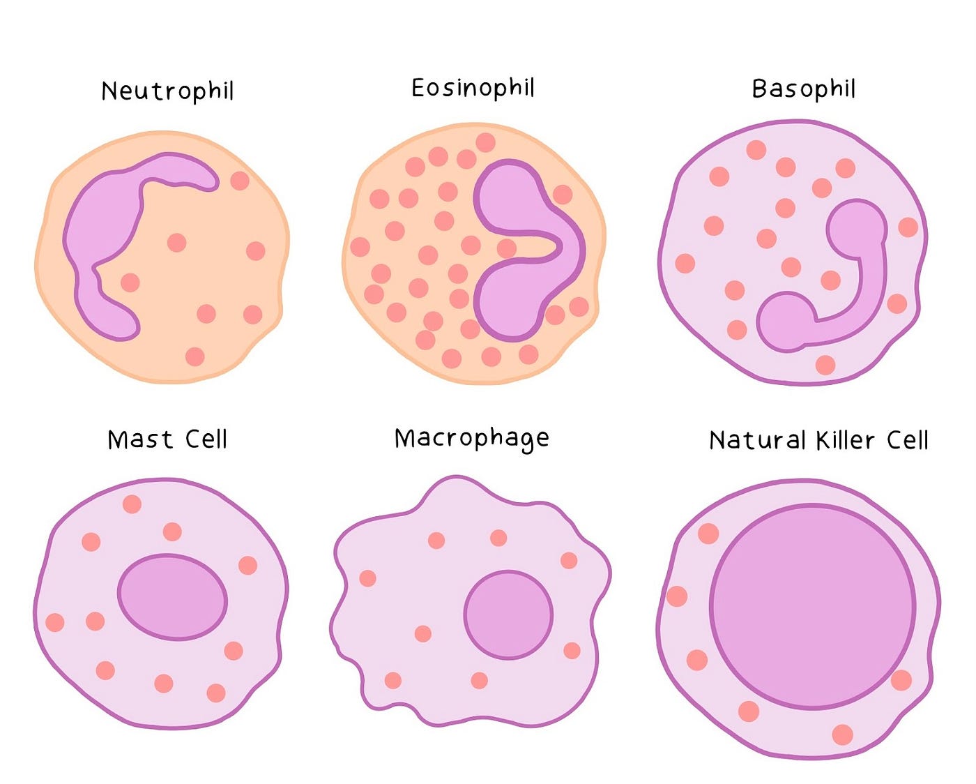 Neutrophils Diagram Simple