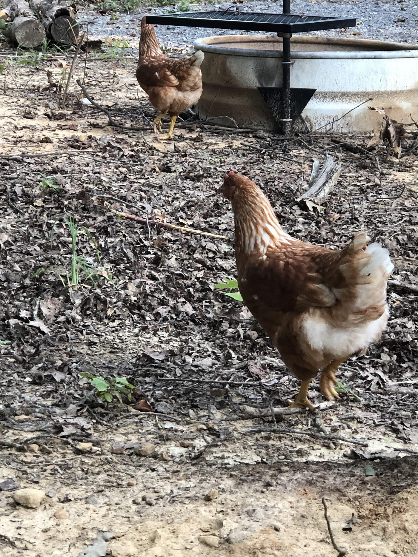 Cinnamon Queen Chicken