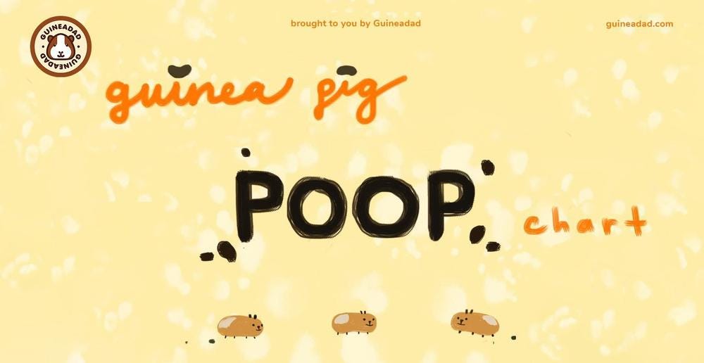 Guinea Pig Diarrhea Symptoms Gas Bloat In Guinea Pigs | DRD