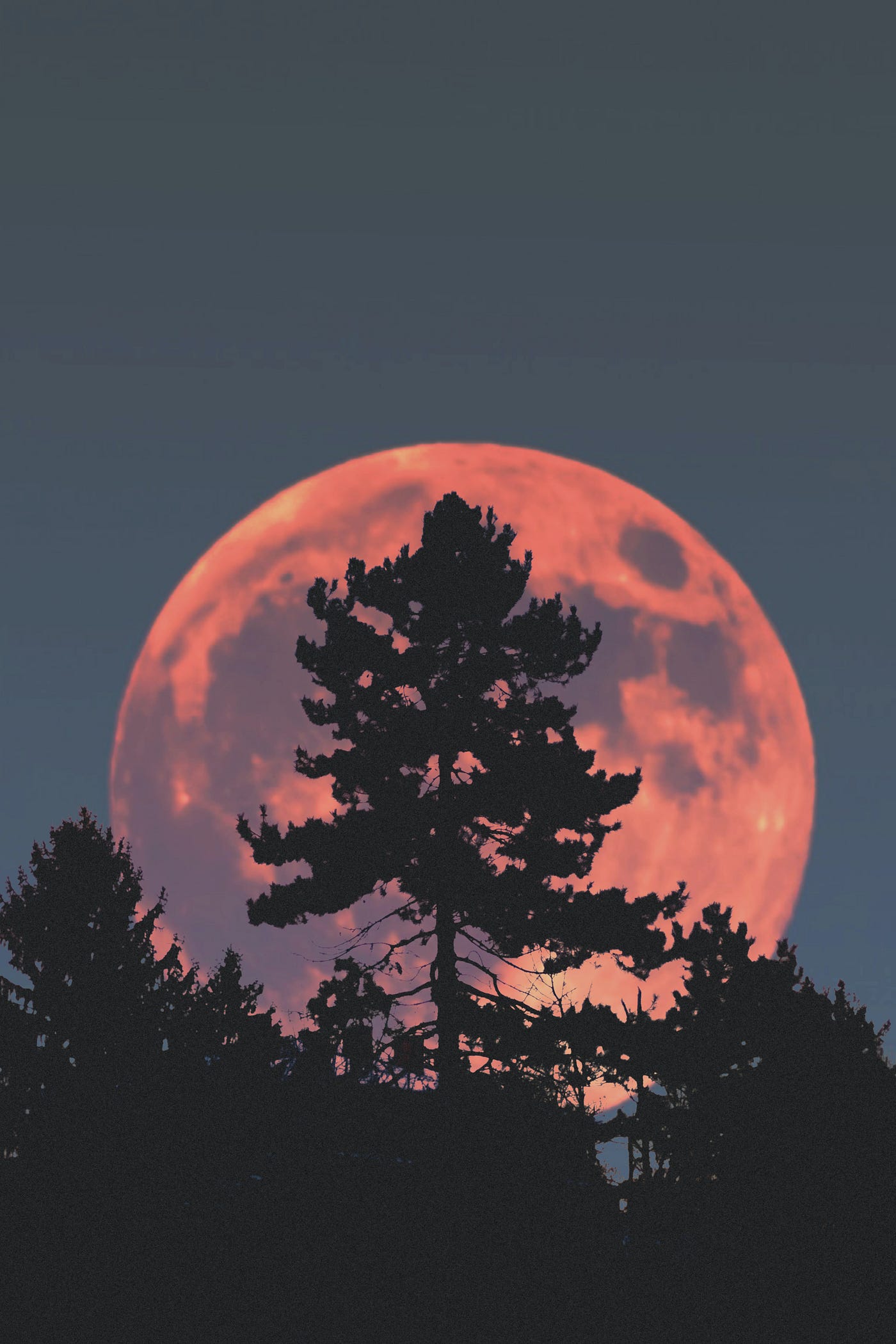 Venus Moon Tree
