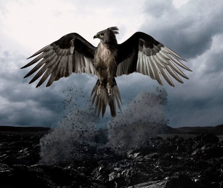 Real Phoenix Bird Legend Of The Phoenix Bird Majestic Blue Planet