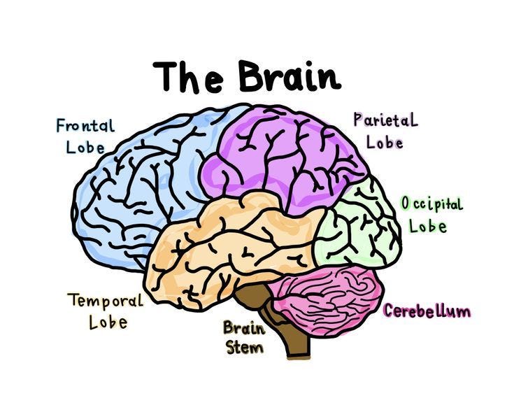 Simple Labelled Diagram Of The Brain Cross Sectional Anatomy Of The