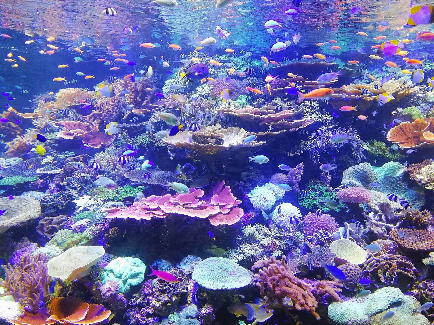 The Underwater Realm