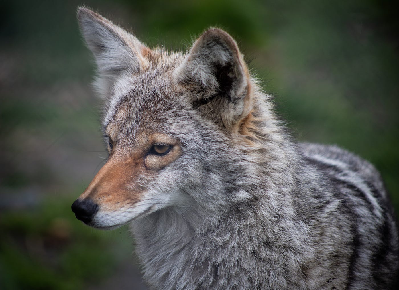 Wolf Coyote A Good Look At The Size Difference Between